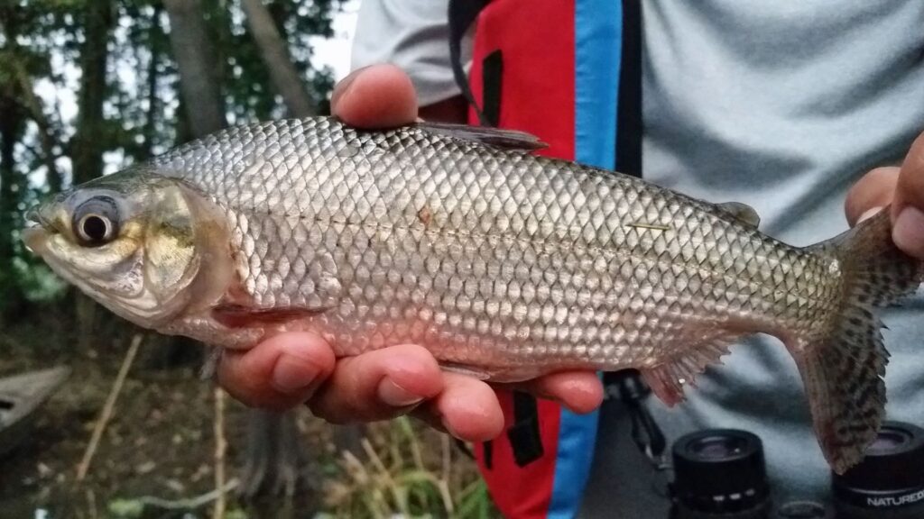 Investigadores descubren genoma del bocachico que servirá para ...