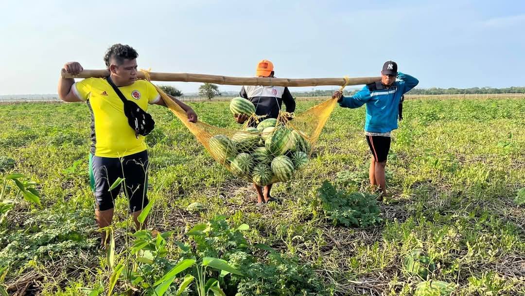 Purísima se prepara para el Festival de la Patilla - Chicanoticias ...