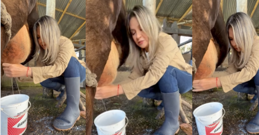 ¡QUE BIEN ORDEÑA! Vicky Dávila practica con una vaca - Chicanoticias ...
