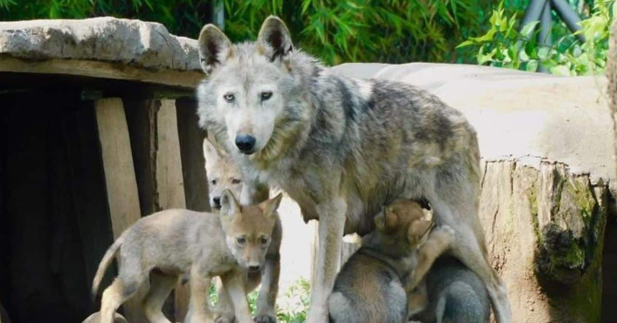 Con el nacimiento de cuatro crías el lobo mexicano se aleja de la ...