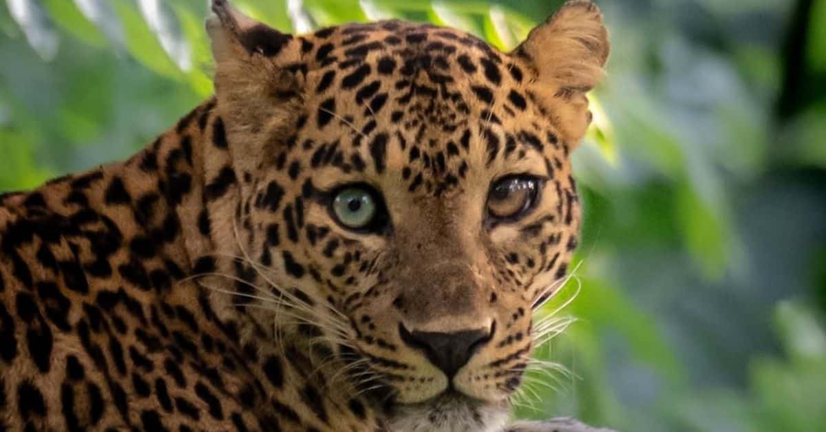 Captan en India a un leopardo salvaje con una mirada doblemente ...