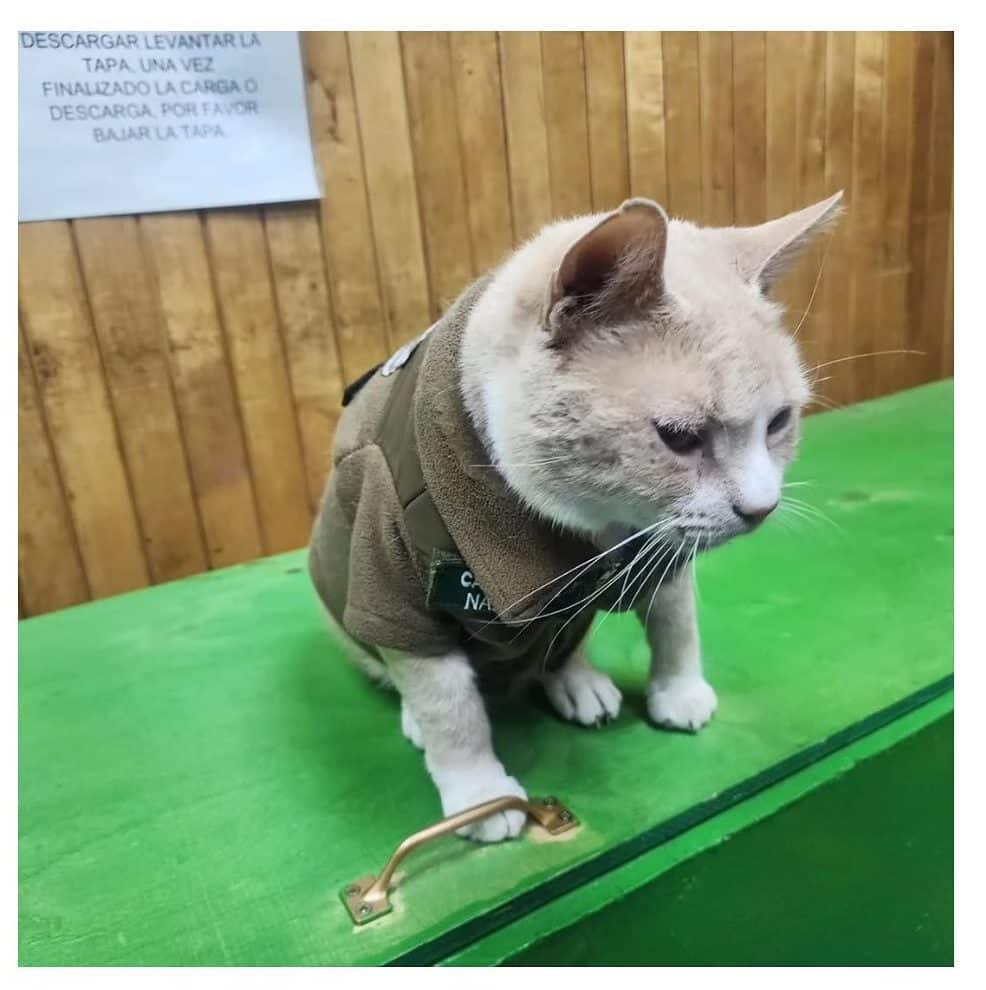 De callejero a héroe: la historia de Naruto, el gato policía en Chile ...