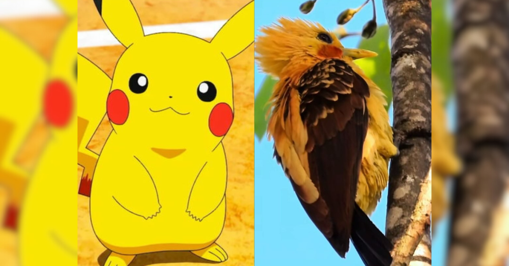El “Pikachu colombiano”: ave carpintero amarillo sorprende en redes por ...