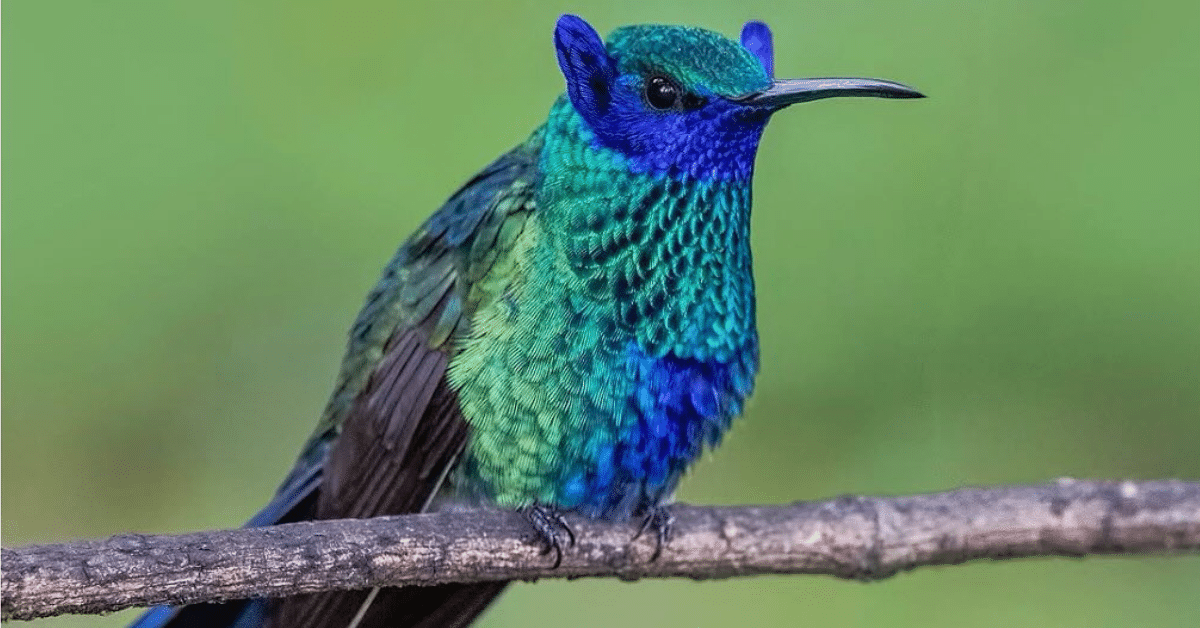 Colibrí chillón, el pequeño esplendor que ilumina los cielos de Bogotá ...