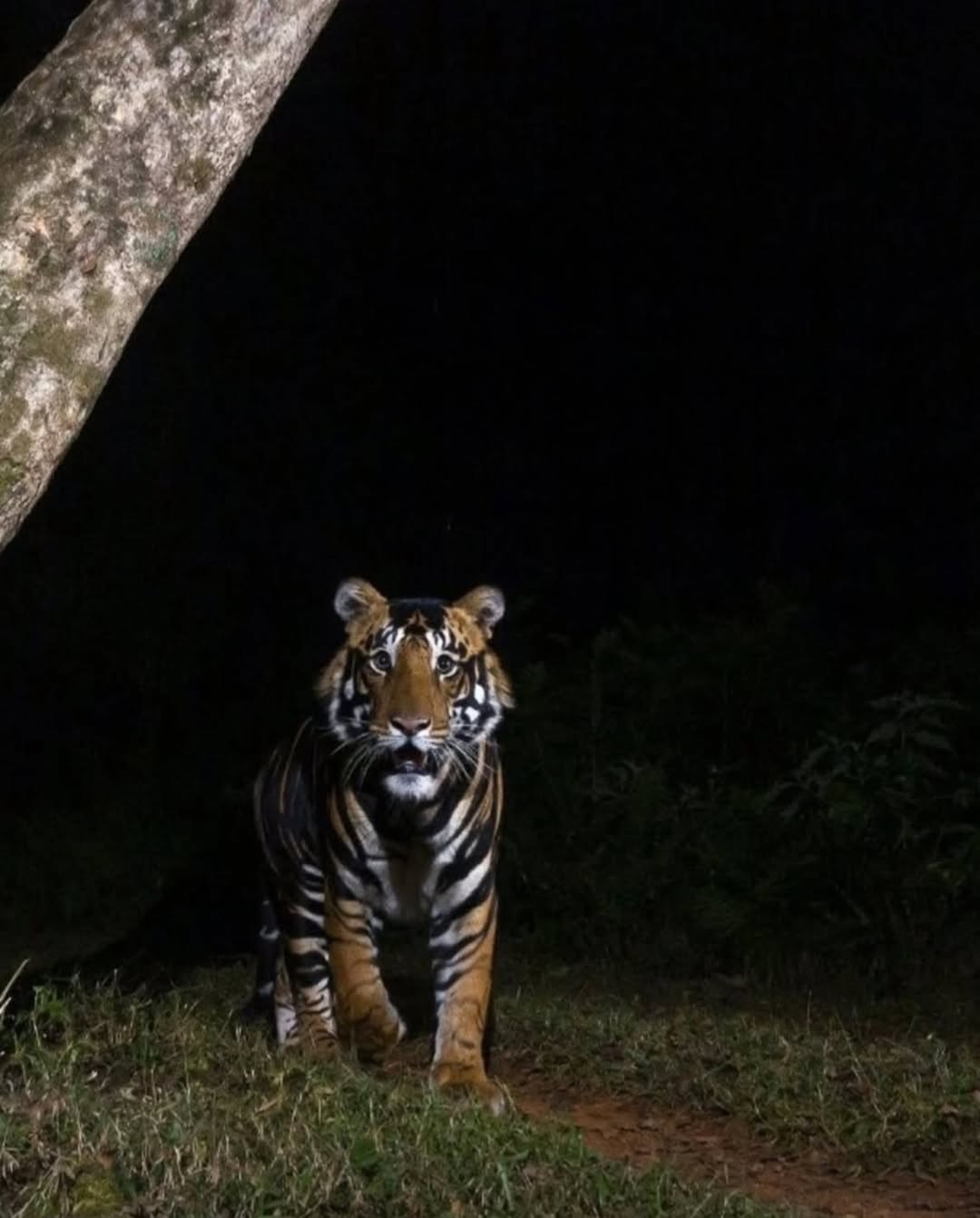 Registran raro tigre negro en los bosques de India - Chicanoticias ...