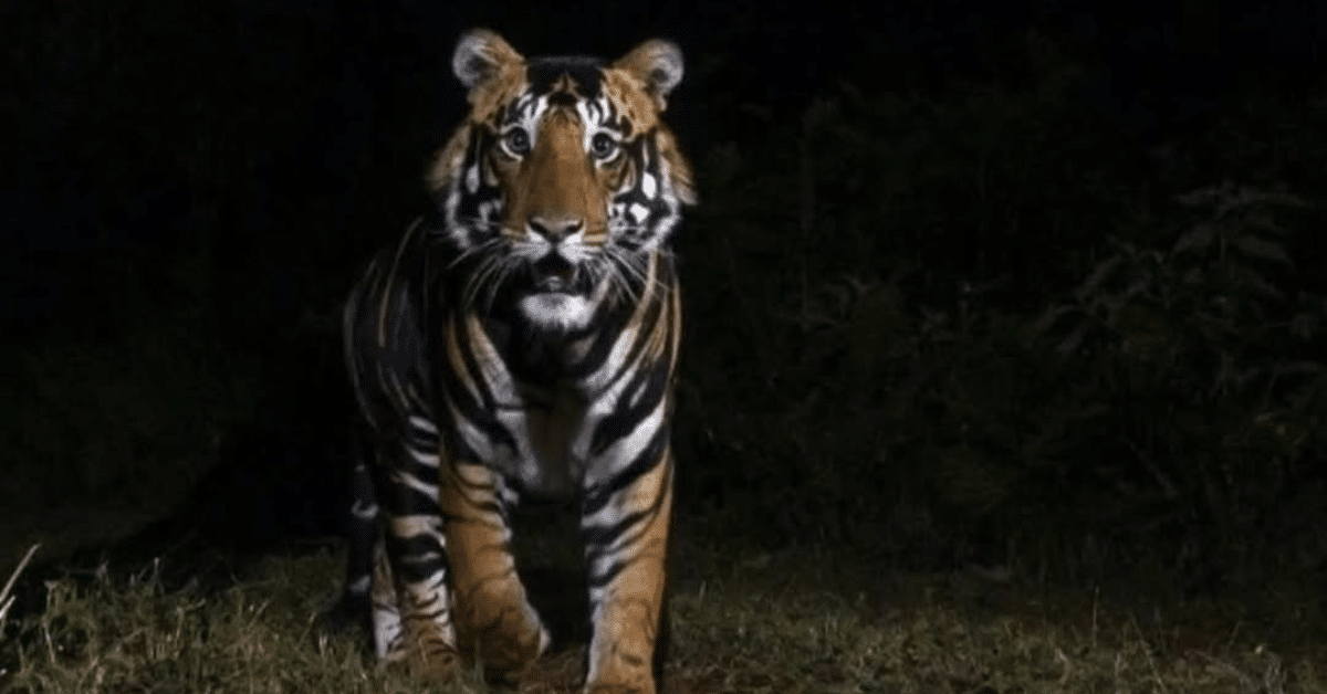 Registran raro tigre negro en los bosques de India - Chicanoticias ...
