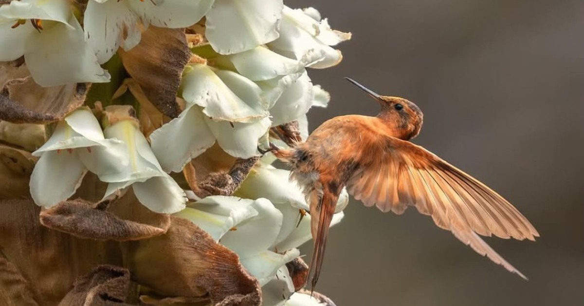 El Cocuy: la majestuosidad del colibrí paramuno captada en imágenes ...