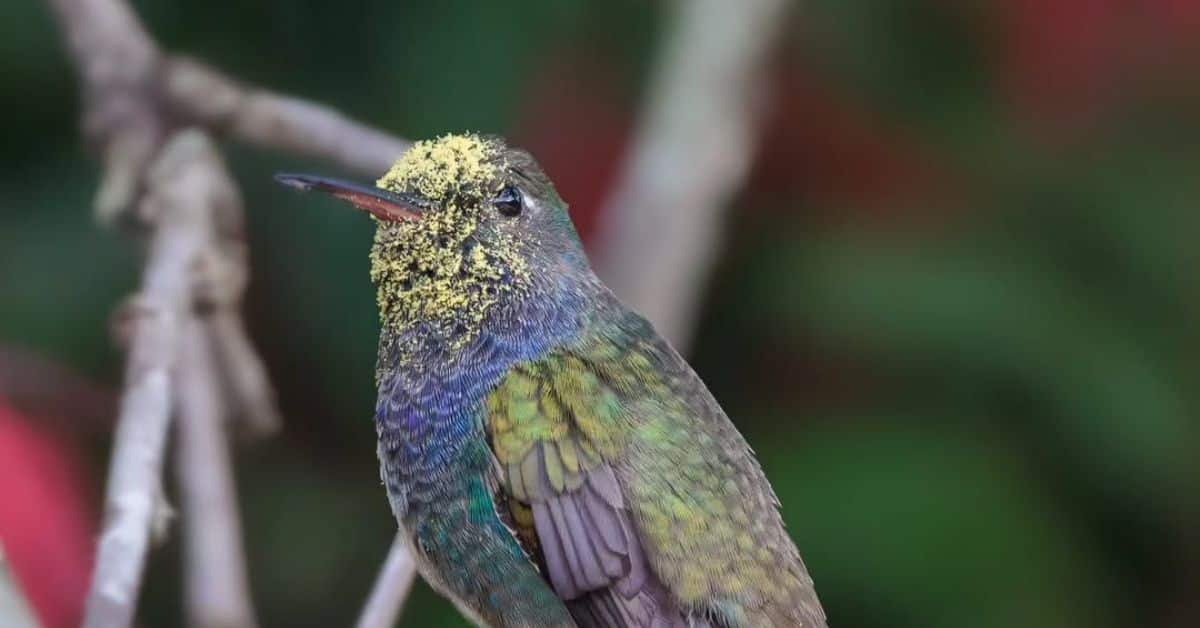 El curioso momento en que un colibrí quedó lleno de polen ...