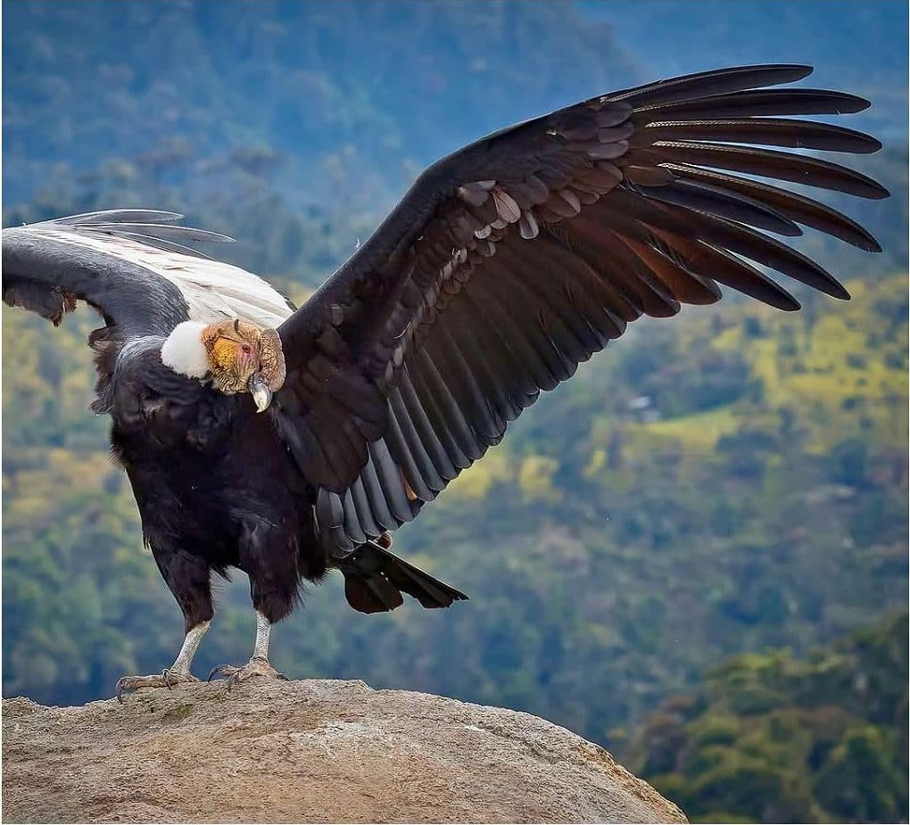 Fotógrafo español capta majestuoso cóndor andino en los cielos de ...