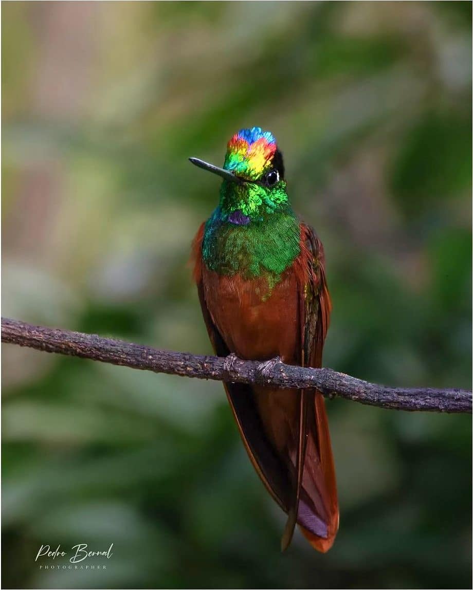 Fotógrafo capta al deslumbrante colibrí de alas castañas, una joya de ...