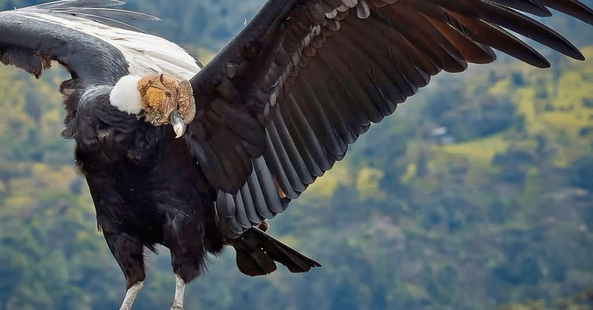 Fotógrafo español capta majestuoso cóndor andino en los cielos de ...
