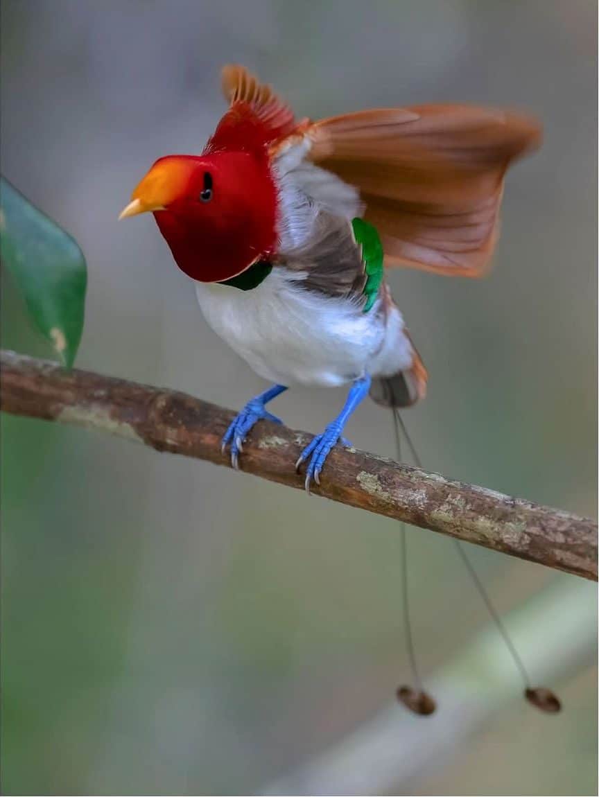 Fotógrafo capta al majestuoso Rey pájaro del paraíso, una joya única de ...