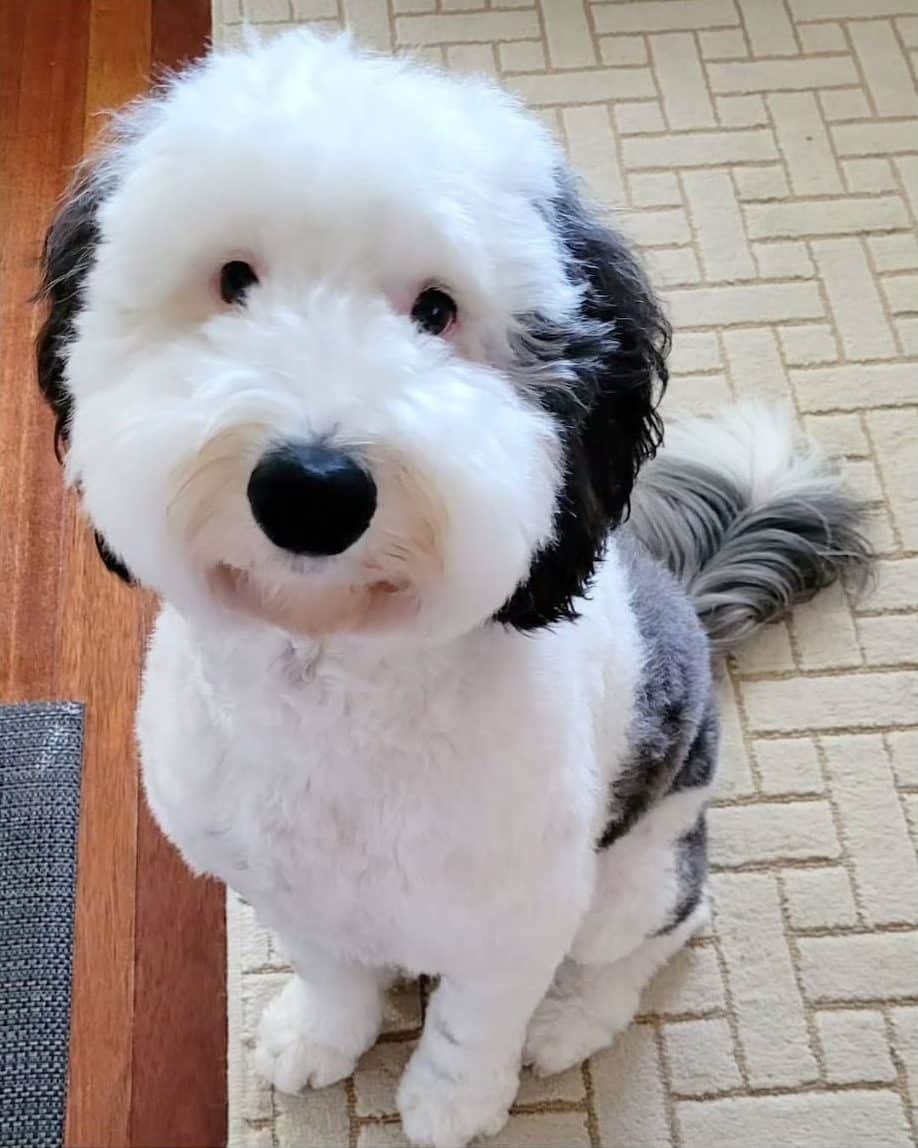 Bayley, el perro que parece Snoopy, conquista las redes - Chicanoticias ...
