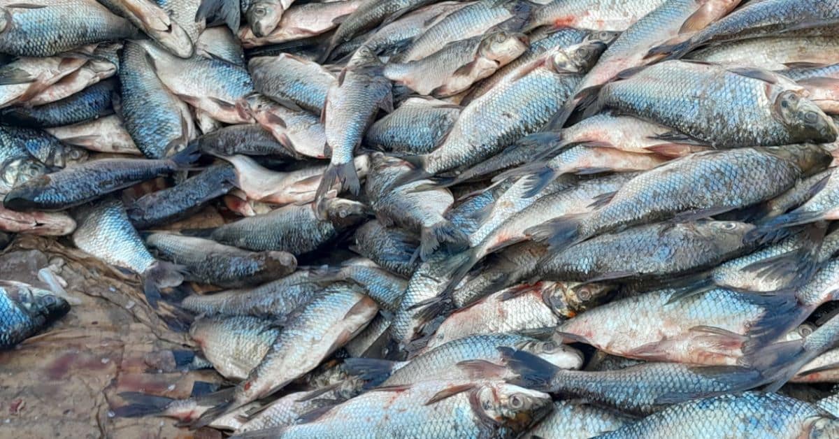 “A comer bocachico”: la abundancia que sorprende a Lorica ...