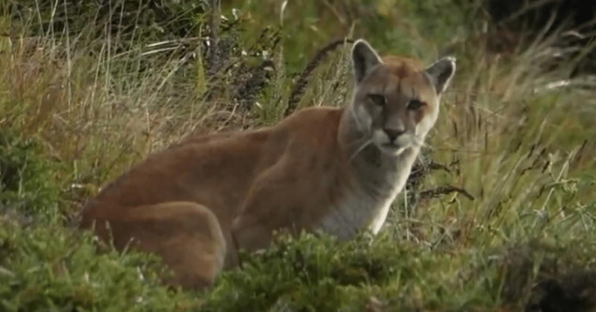 Avistan un majestuoso puma concolor en el ParqueNatural Chingaza ...