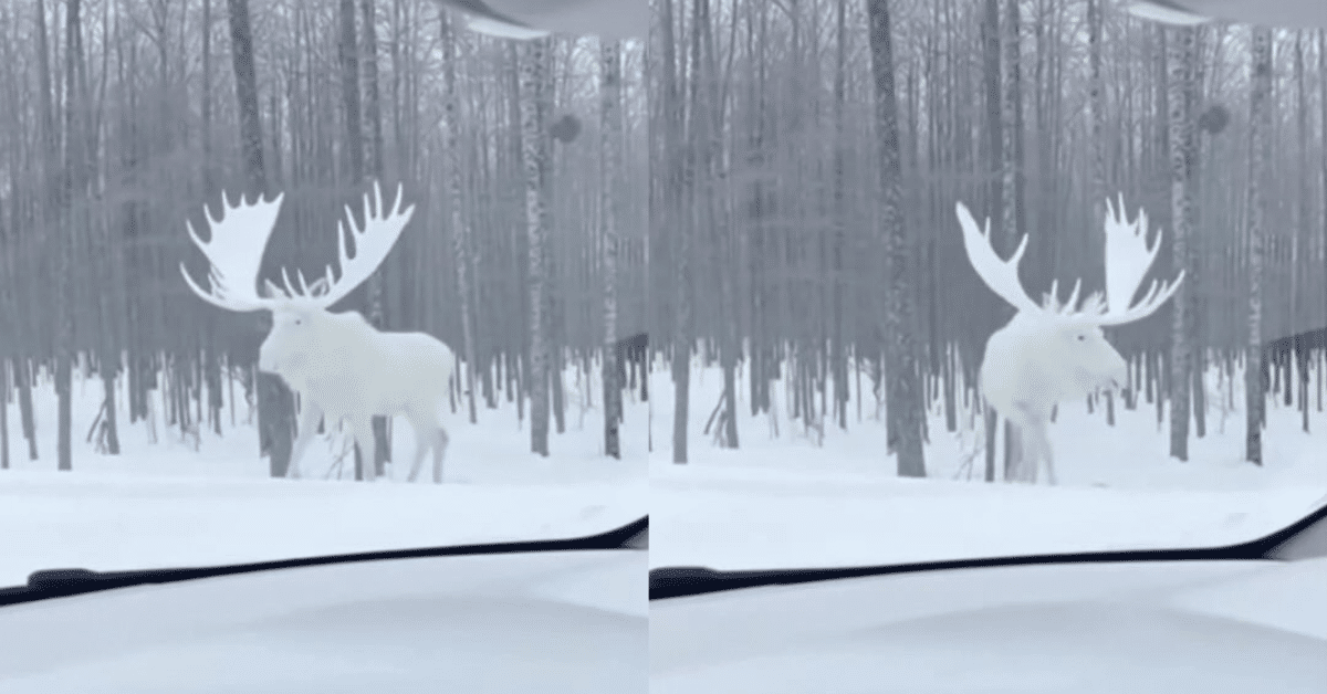 ¡Majestuoso! Captan un alce blanco en Canadá y las imágenes desatan ...