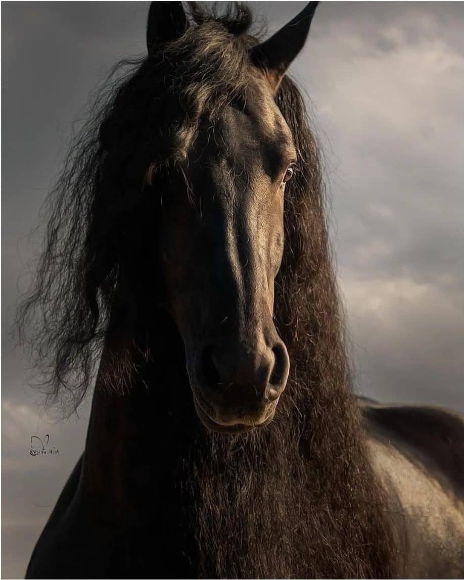 Caballo frisón se vuelve viral por su elegancia y porte imponente ...