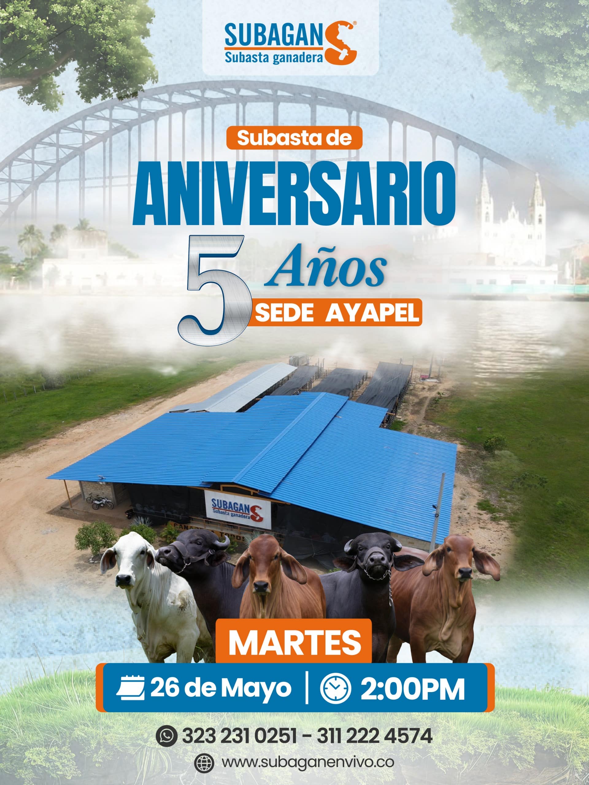 Subagan Ayapel celebrará su 5° aniversario con gran subasta ganadera ...